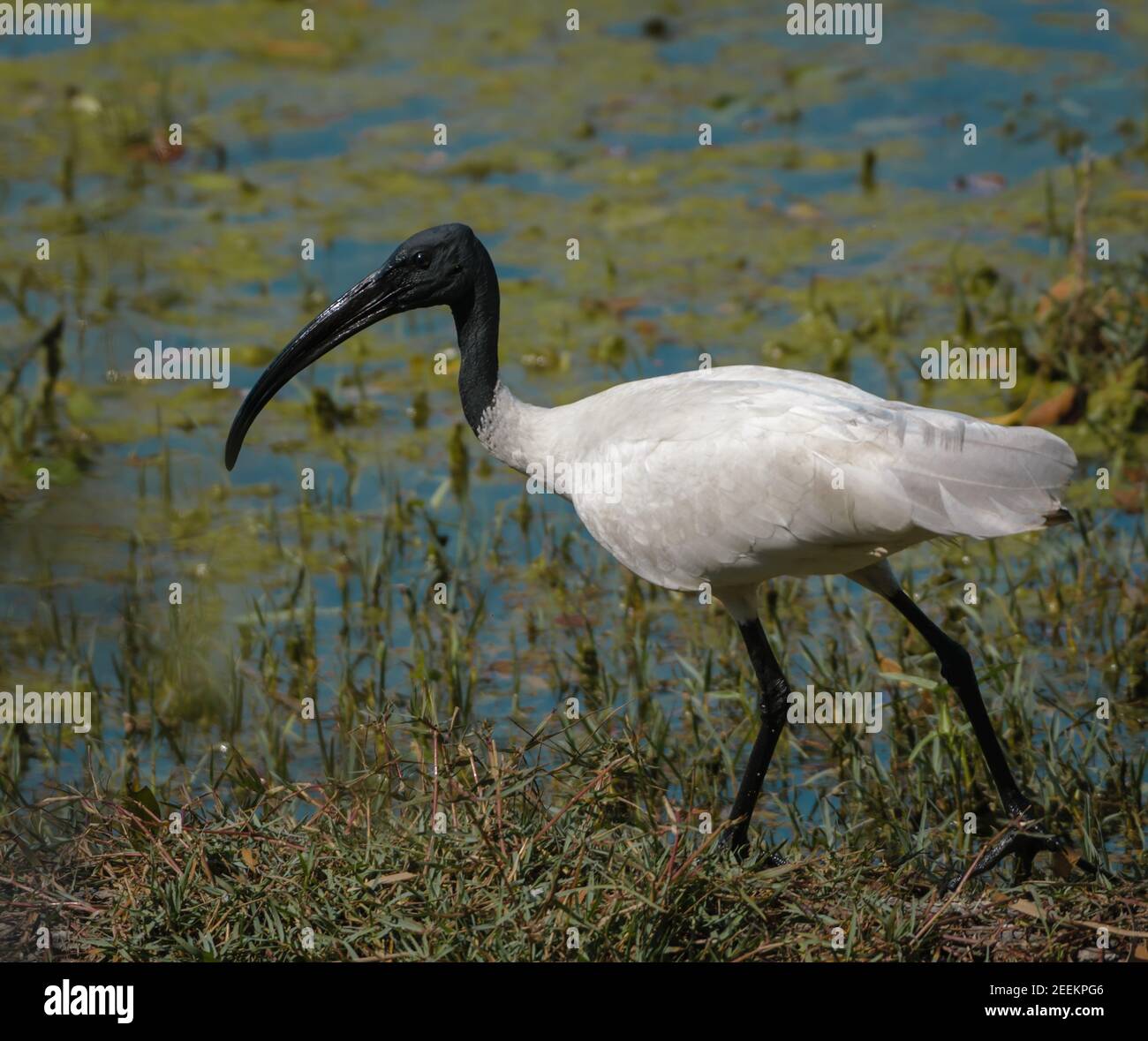 The black-headed ibis or Threskiornis melanocephalus or Oriental white ...