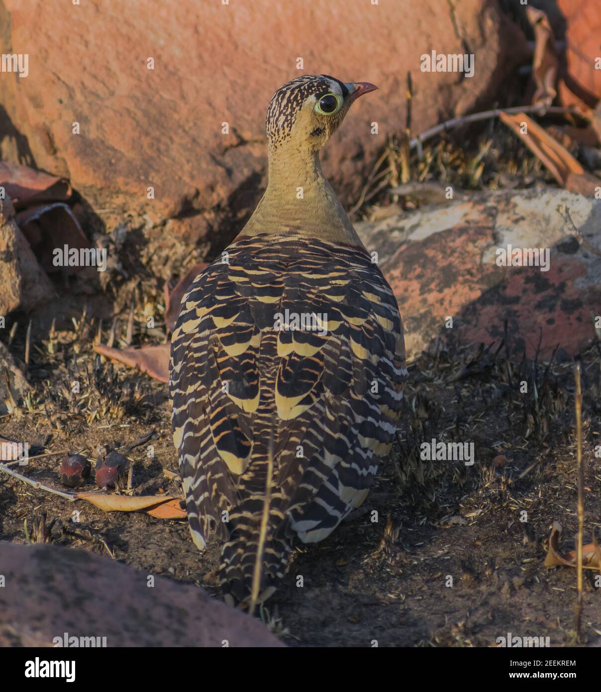 The double-banded sandgrouse or Pterocles bicinctus walking in Kanha ...