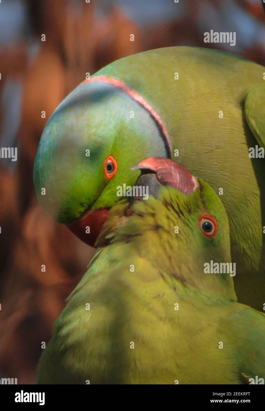 Animal mating rituals hi-res stock photography and images - Alamy