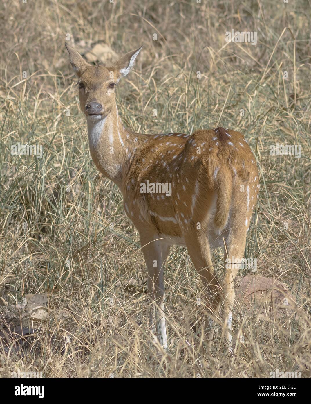 The chital or Axis axis also known as spotted deer in grass land Stock ...