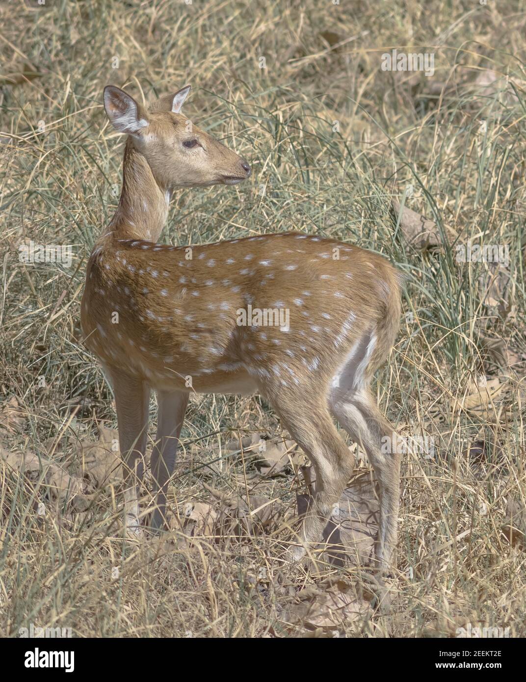 The chital or Axis axis also known as spotted deer in grass land Stock ...