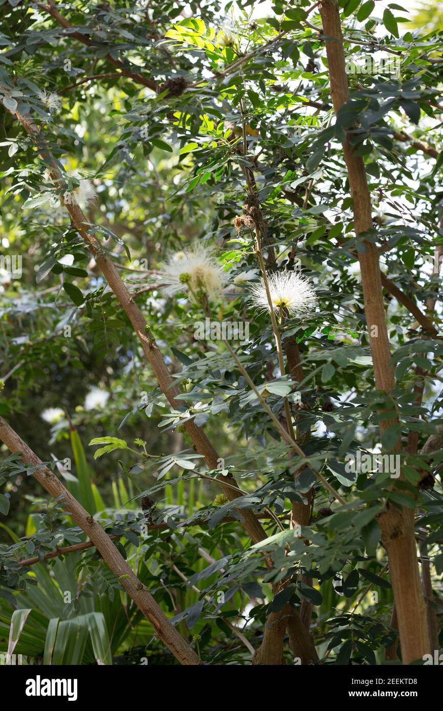 Powder puff tree hi-res stock photography and images - Alamy