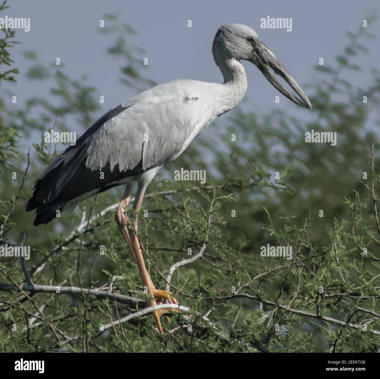 The young painted stork or Mycteria leucocephala sitting on tree branch ...
