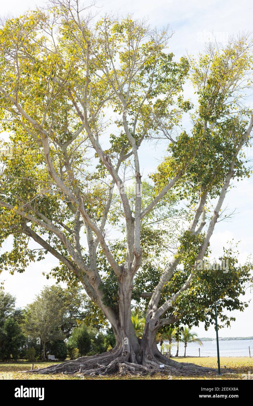 Ficus drupacea - mysore fig tree Stock Photo - Alamy