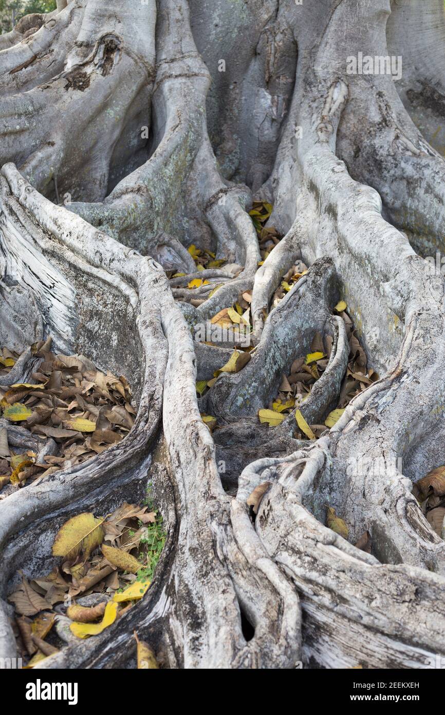 Mysore fig tree roots hi-res stock photography and images - Alamy Mysore fig tree roots hi-res stock photography and images - Alamy