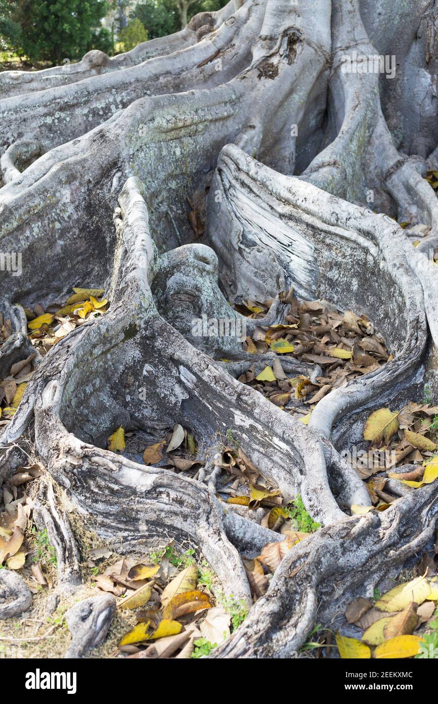 Ficus drupacea - mysore fig tree Stock Photo - Alamy