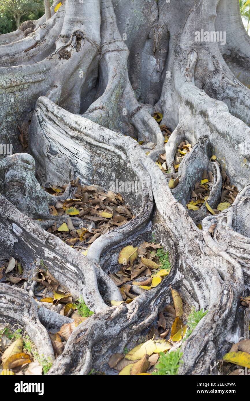 Ficus drupacea - mysore fig tree Stock Photo - Alamy