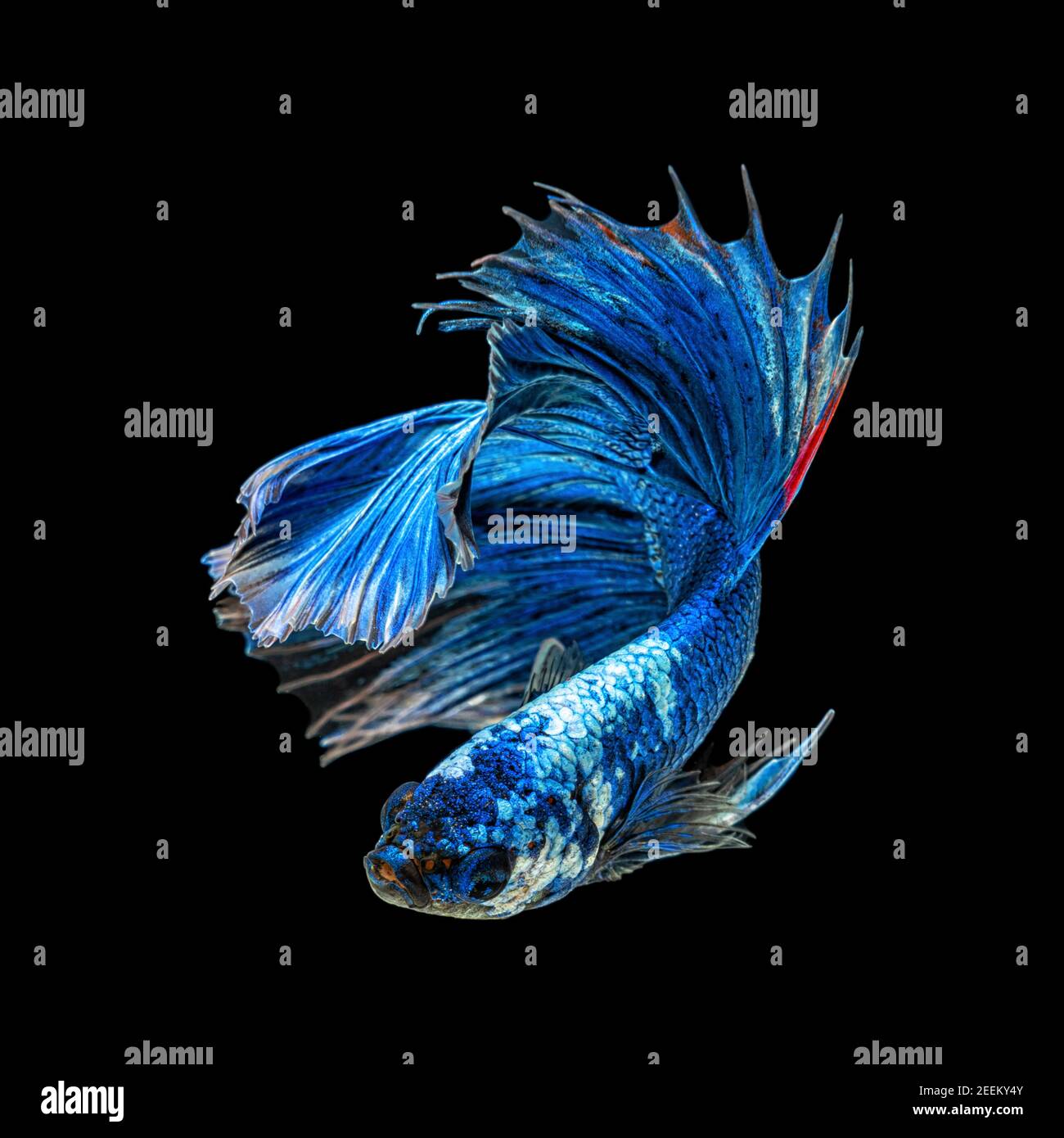 Movement beautiful of colorful siamese betta fish or half moon betta ...