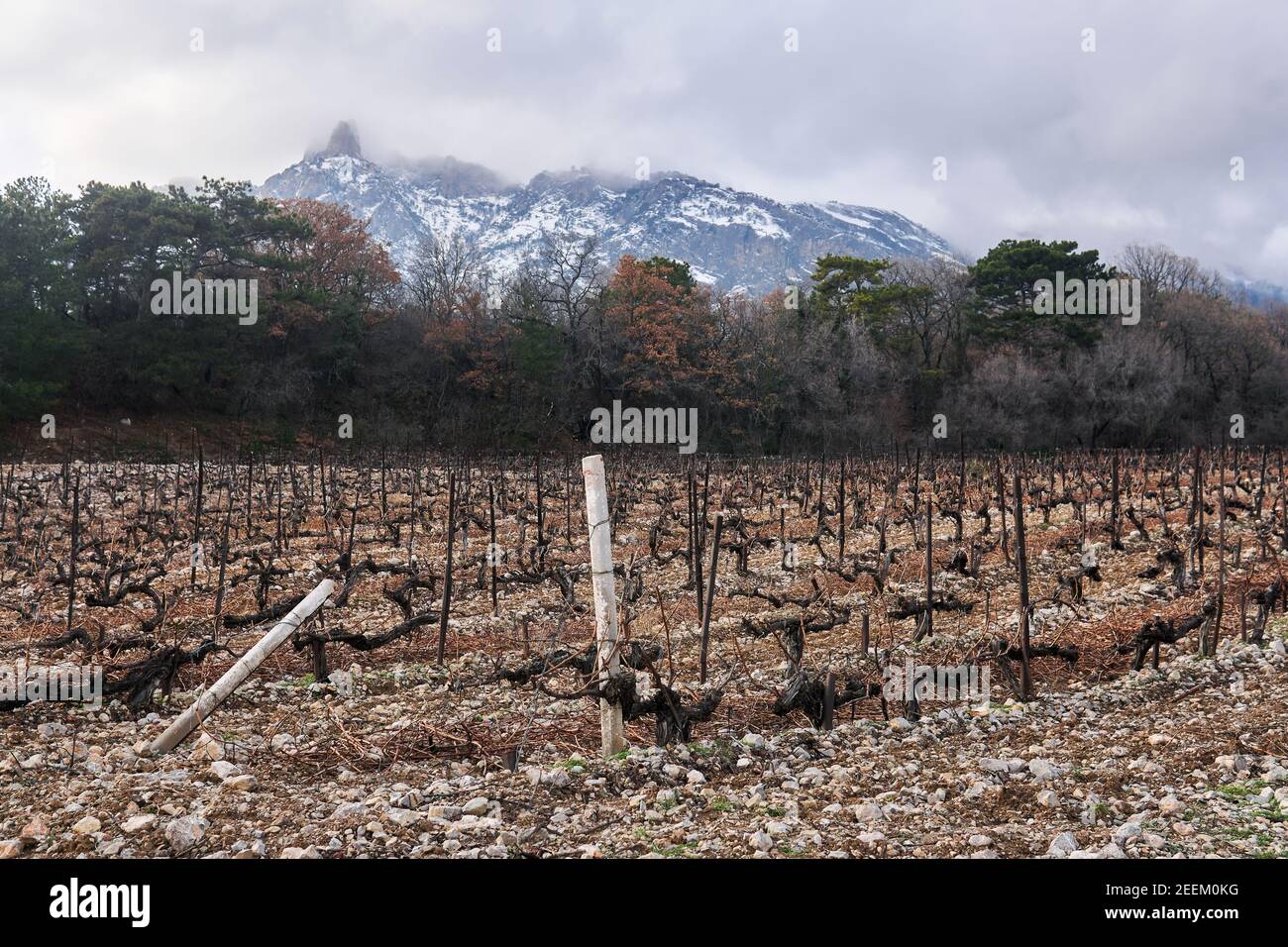 vines cut for the winter in the vineyard against the backdrop of winter ...