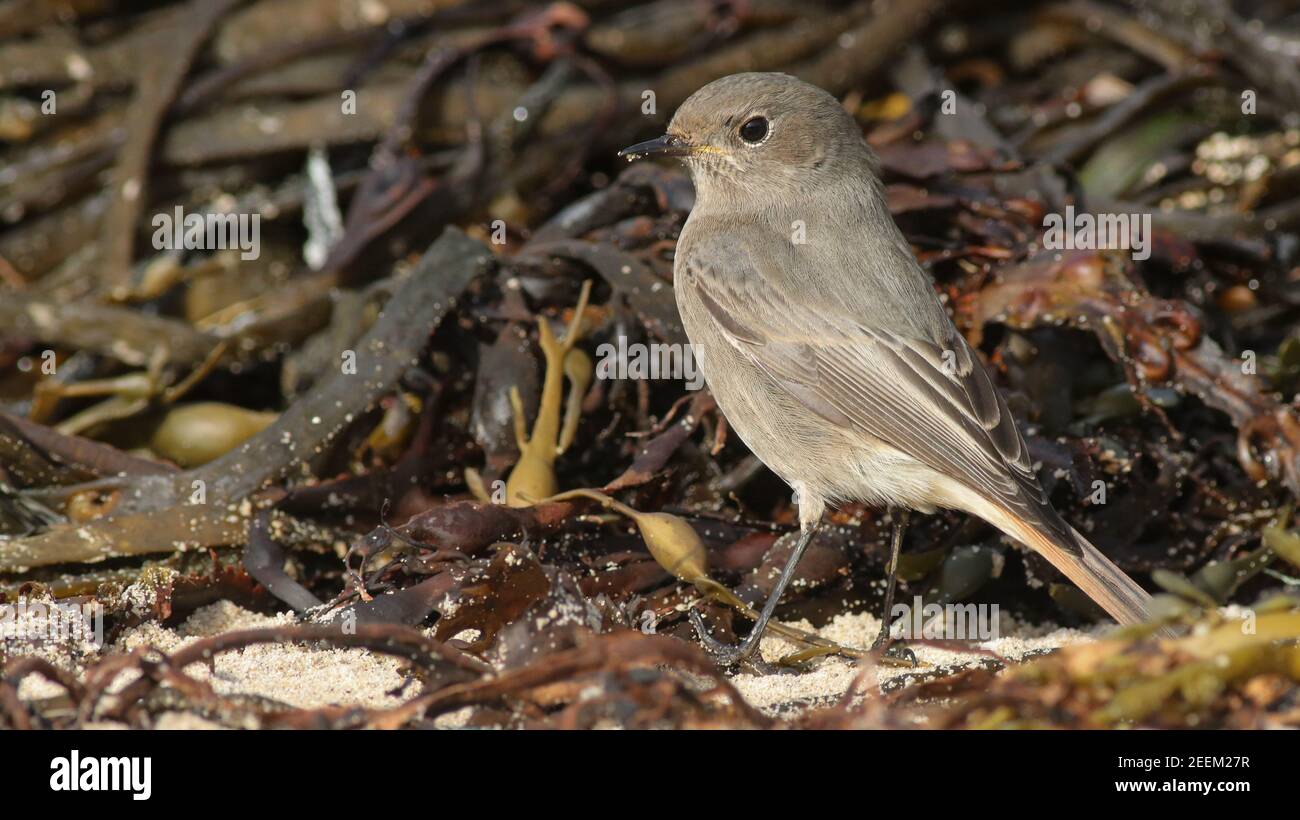 Insects on the beach hi-res stock photography and images - Alamy