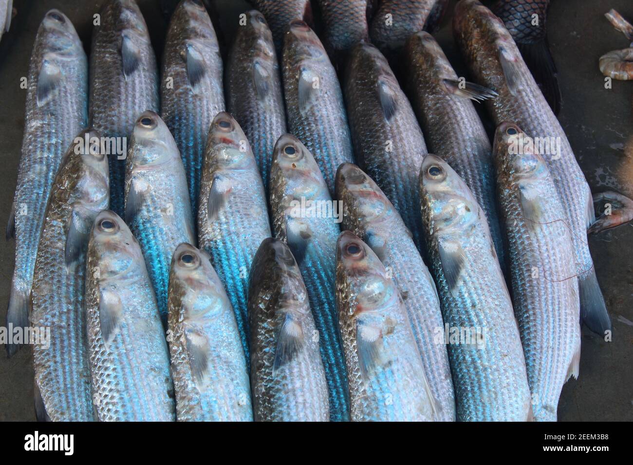 Mugil cephalus hi-res stock photography and images - Alamy