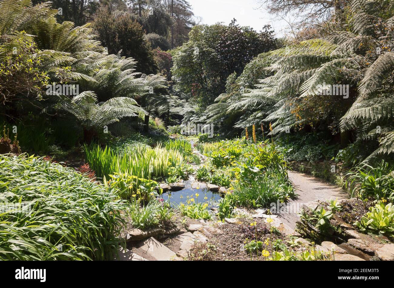 An idyllic scene in the Water Garden at Trebah in Cornwall England UK ...