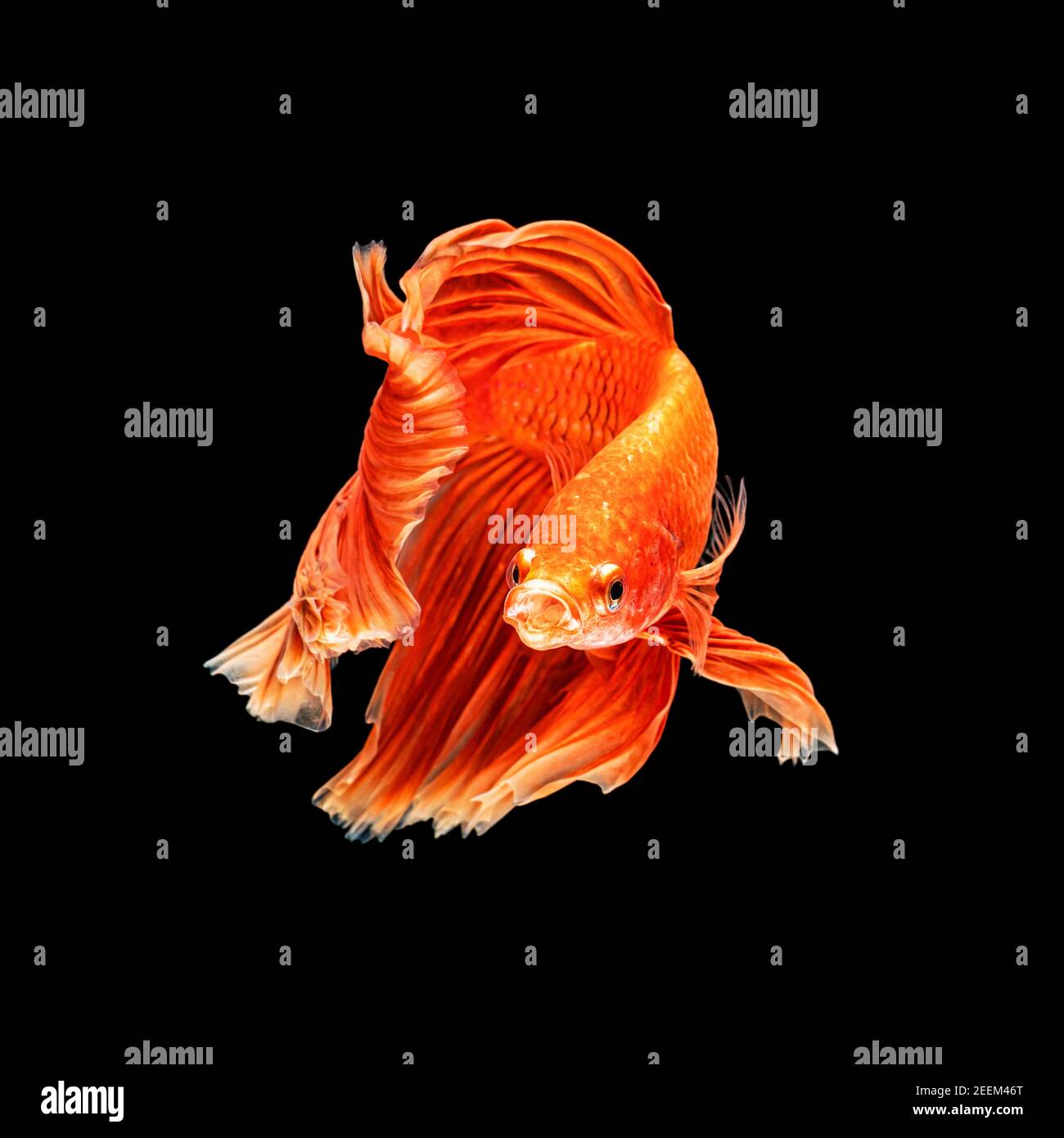 Movement beautiful of colorful siamese betta fish or half moon betta ...