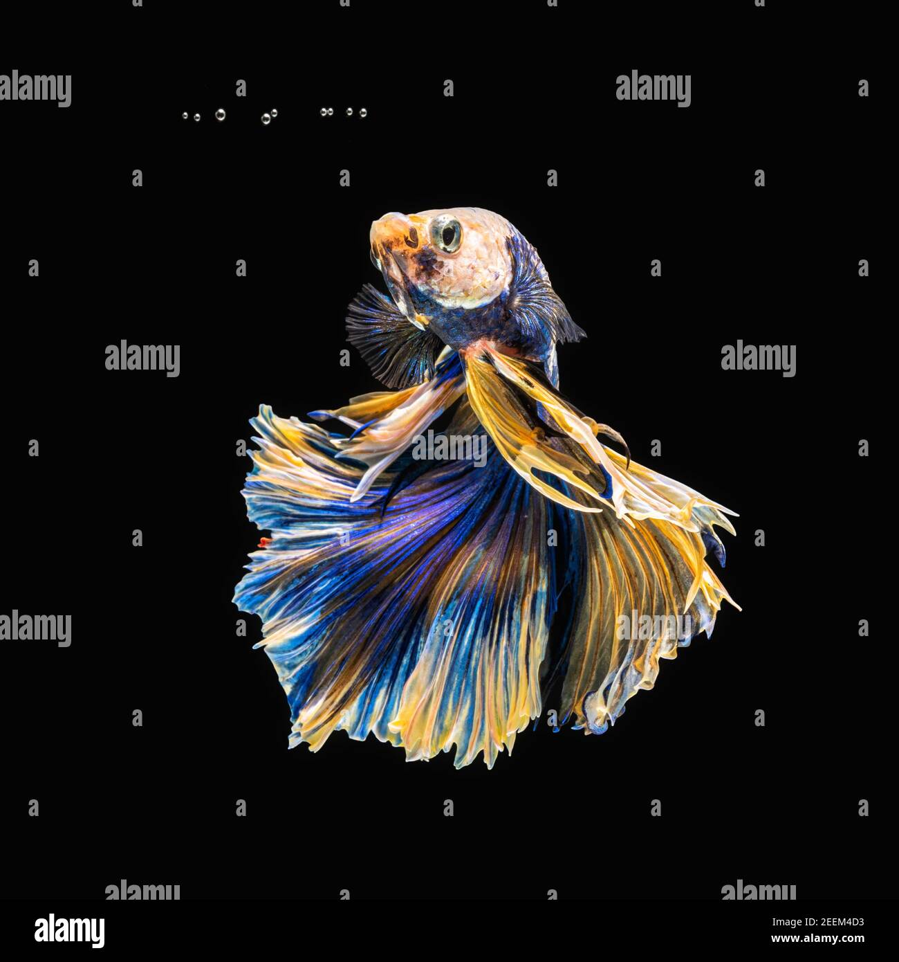 Movement beautiful of colorful siamese betta fish or half moon betta ...