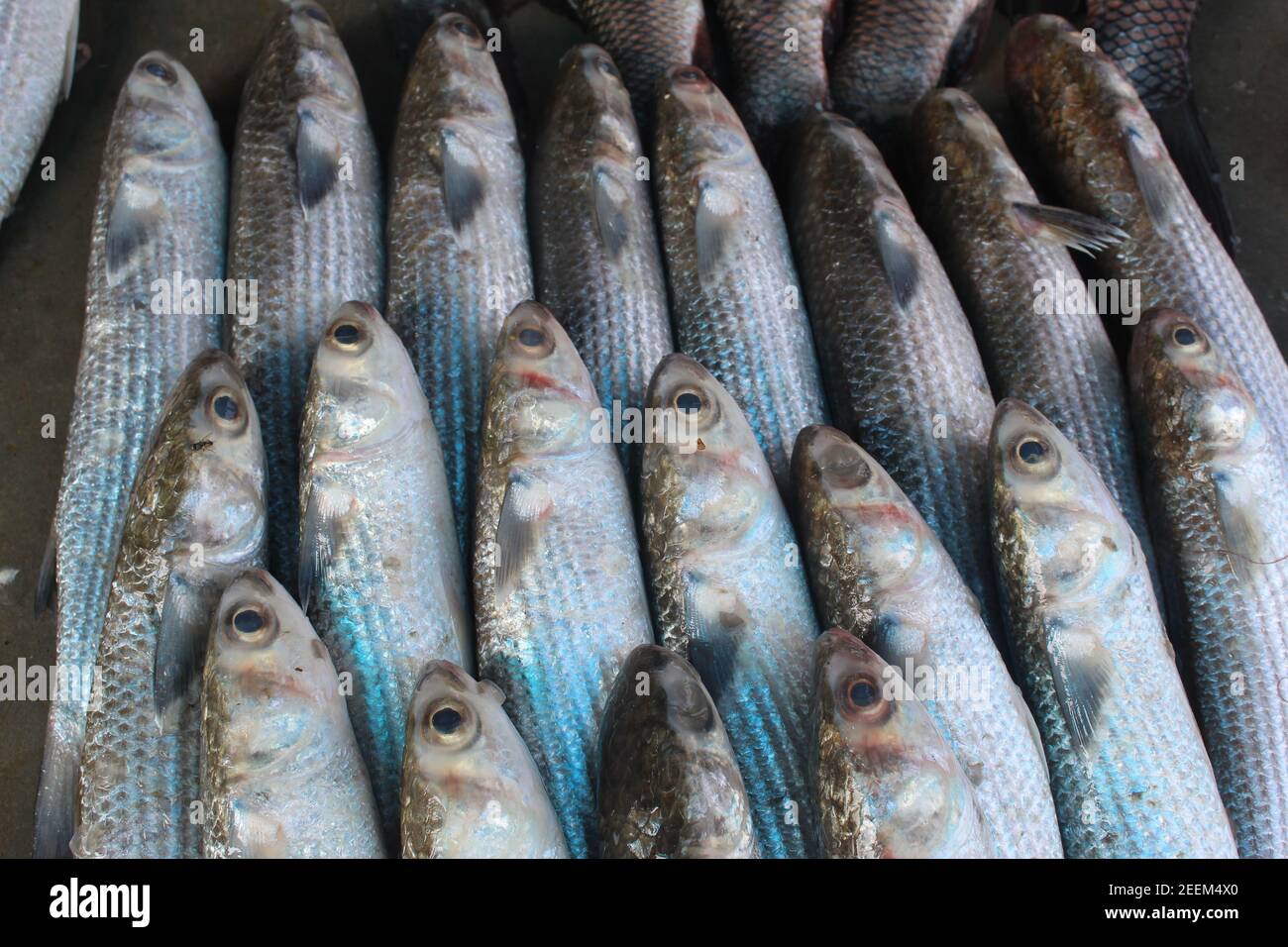 mugil cephalus grey mullet fish sale grey mullet arrange in line for ...