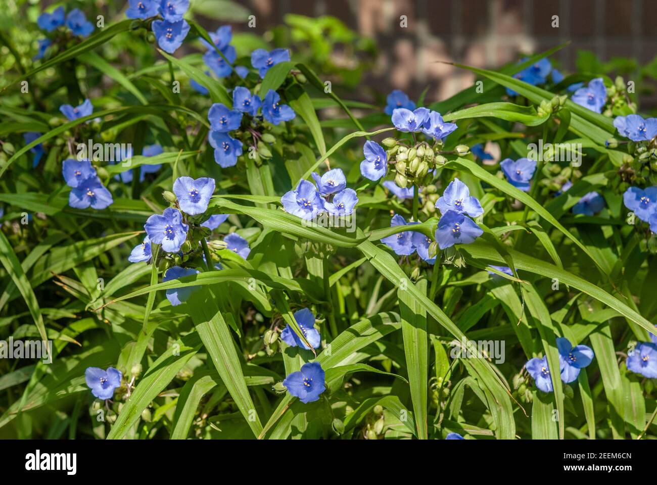 Blooming violet flowers in the spring forest. First spring flowers ...
