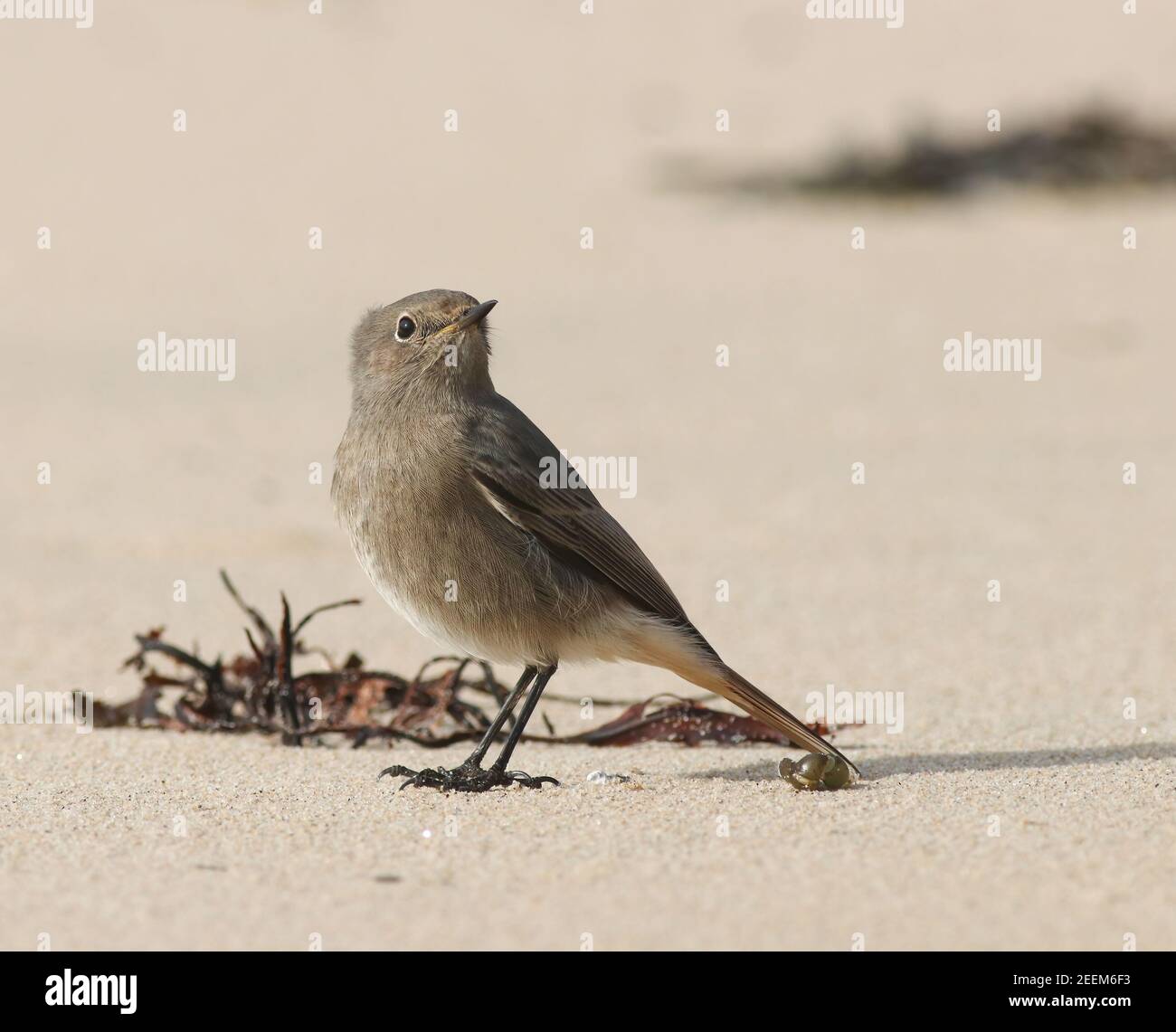 Insects on the beach hi-res stock photography and images - Alamy