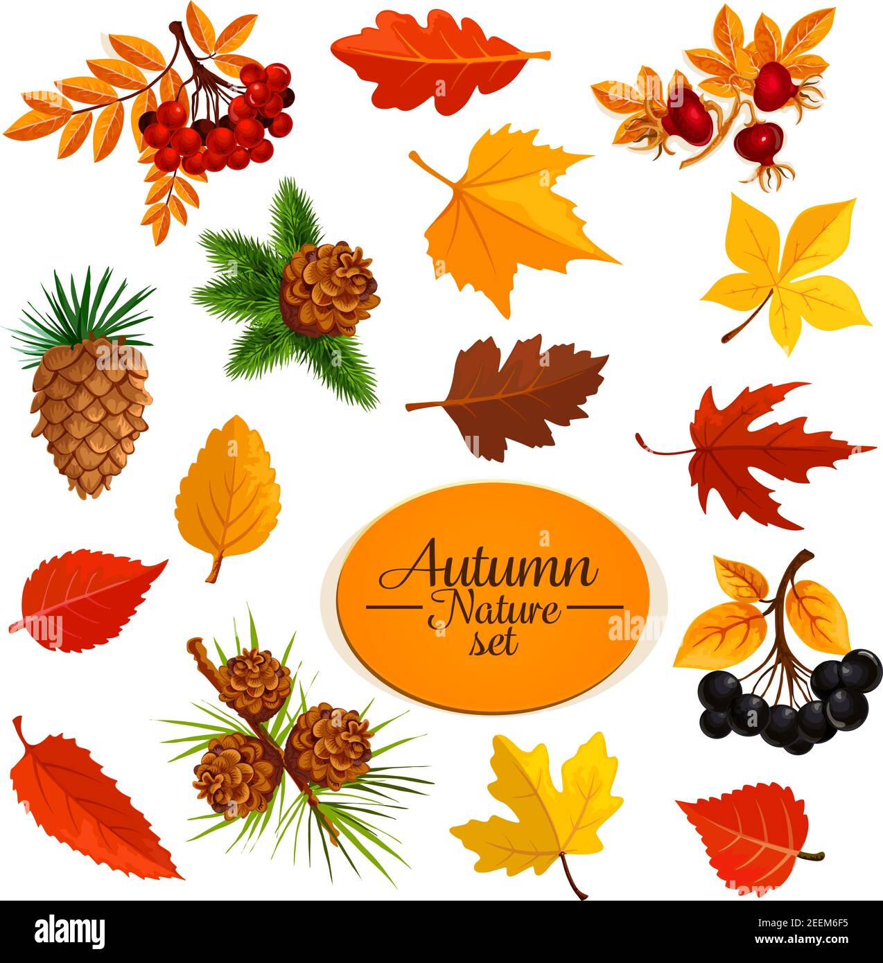 Elm pine Stock Vector Images - Alamy