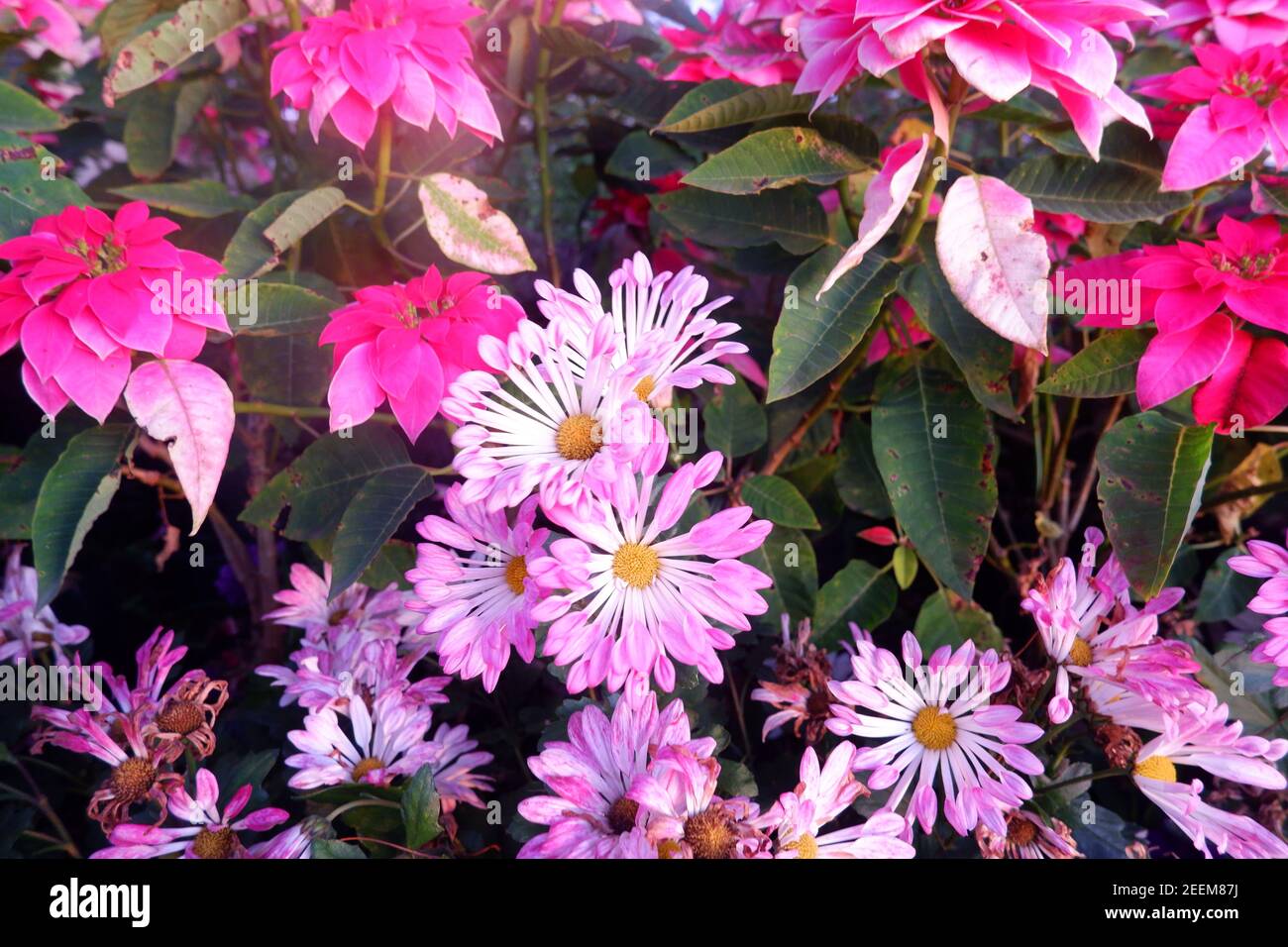 China aster and christmas flower hi-res stock photography and images ...