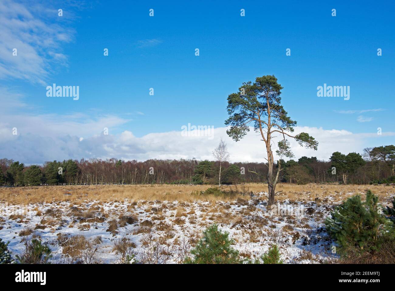 Skipwith Common nature reserve, North Yorkshire, England UK Stock Photo ...