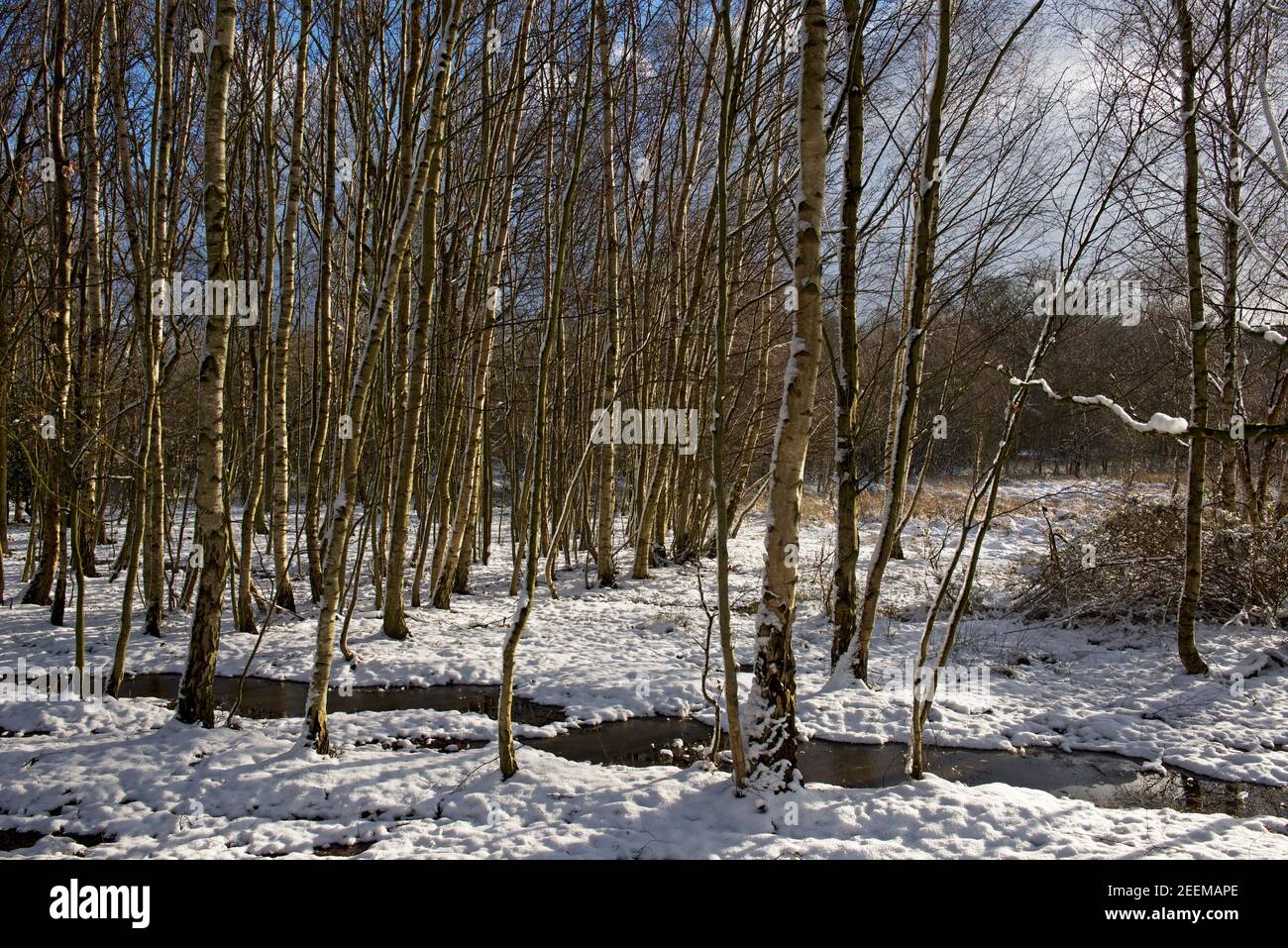 Skipwith Common nature reserve in winter, North Yorkshire, England UK ...