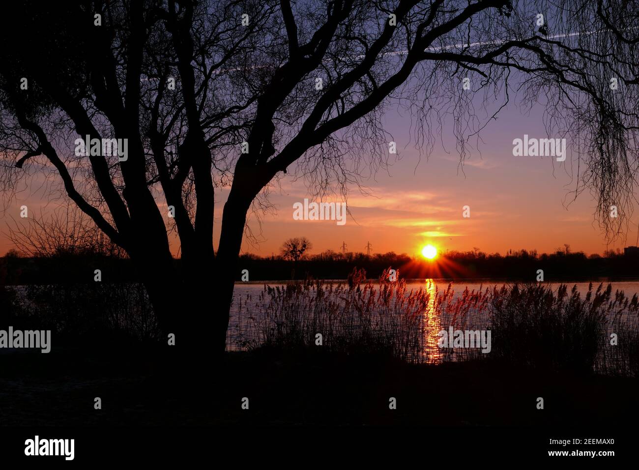 Weeping willow at sunset at lake hi-res stock photography and images ...