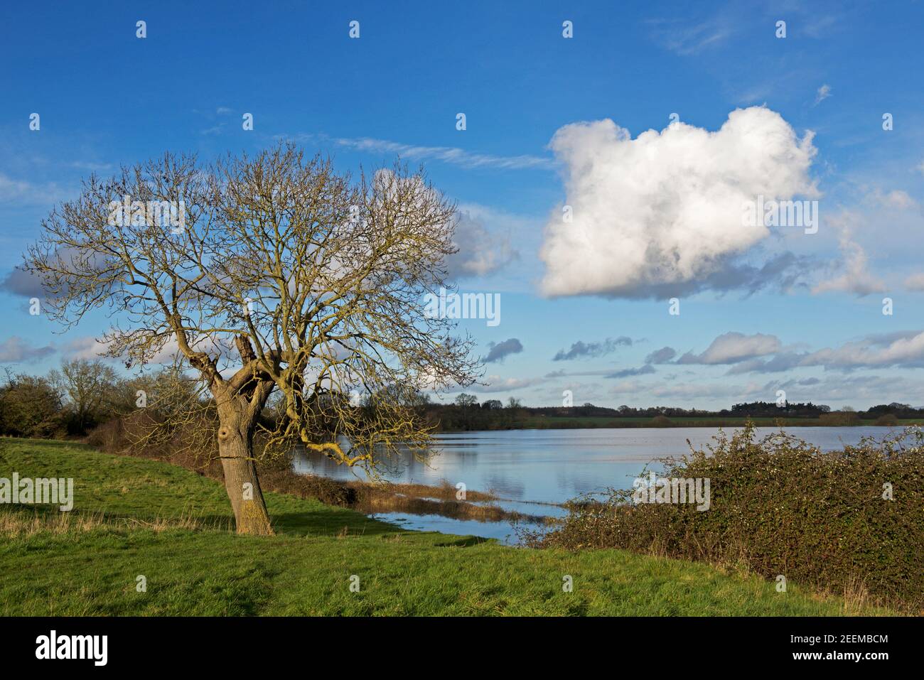 Wheldrake Ings nature reserve, North Yorkshire, England UK Stock Photo ...
