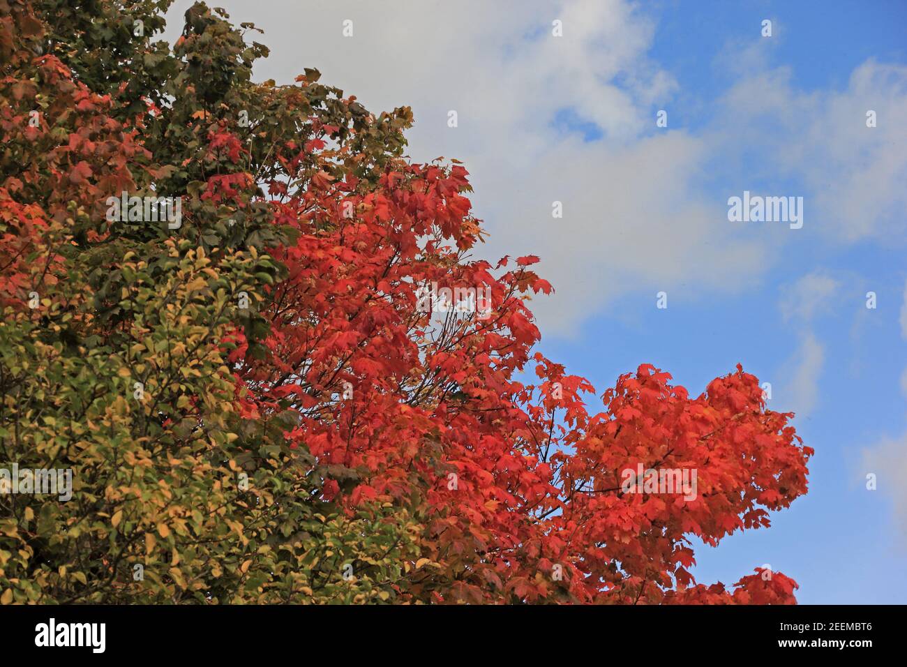 Colourful autumn foliage Stock Photo - Alamy