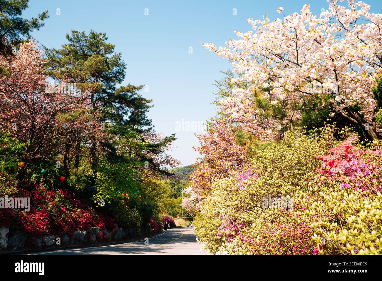 Spring flower forest road at Gakwonsa Temple in Cheonan, Korea Stock ...
