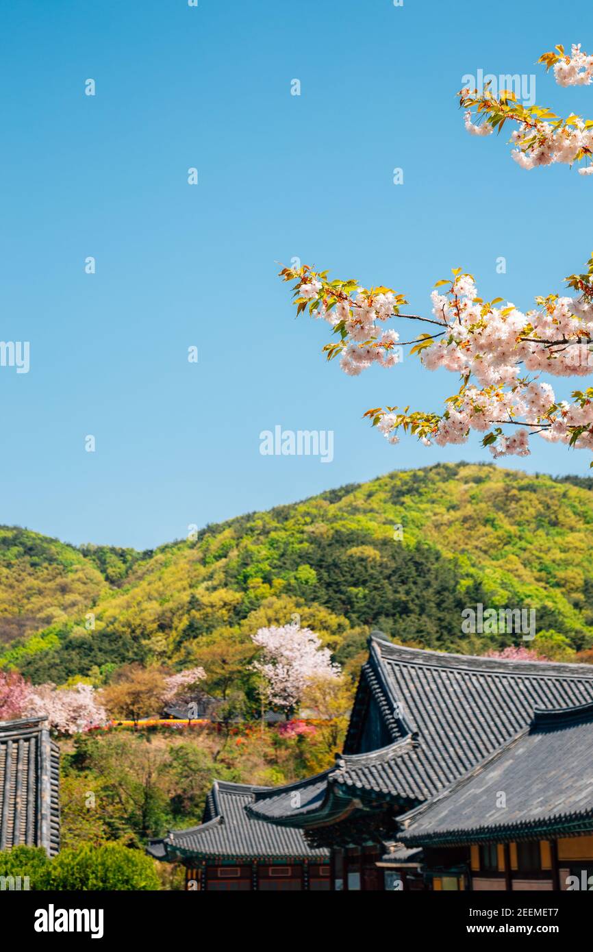 Gakwonsa Temple with cherry blossoms in Cheonan, Korea Stock Photo - Alamy