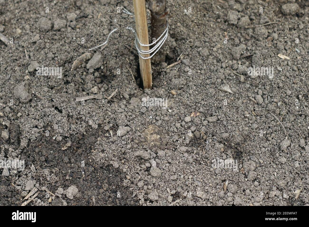 Trees just planted hi-res stock photography and images - Alamy