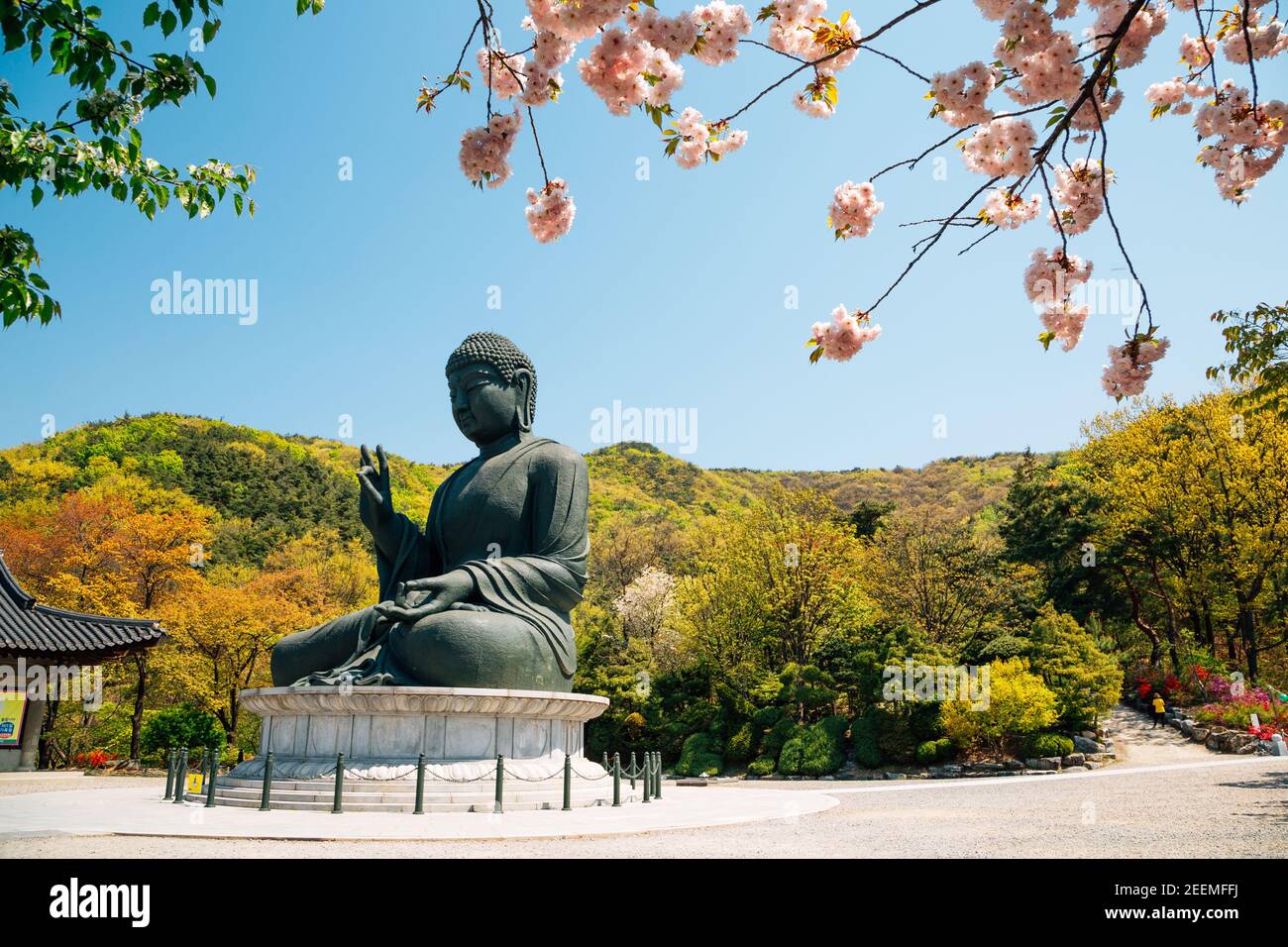 Buddha statue with cherry blossoms at Gakwonsa Temple in Cheonan, Korea ...