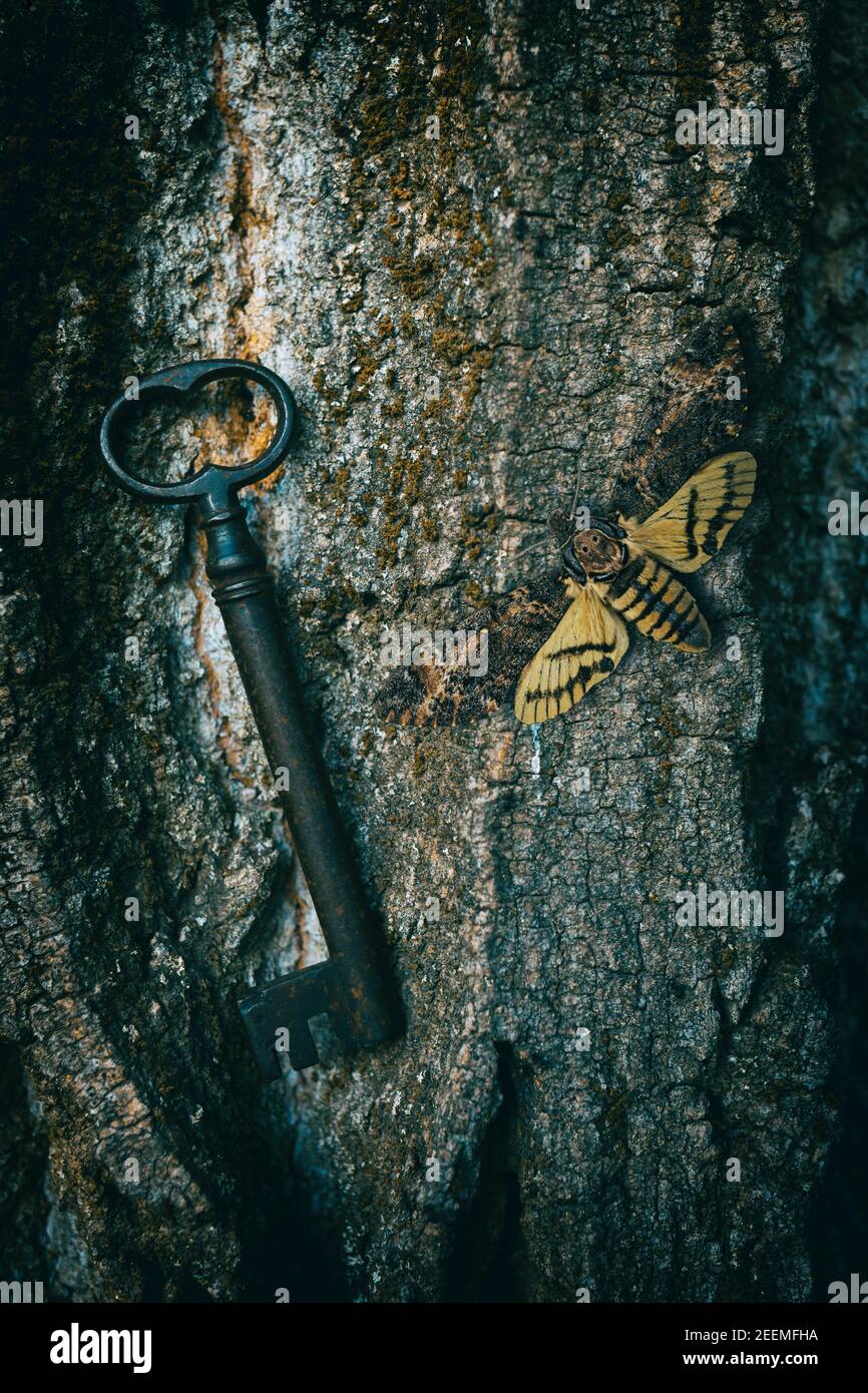 Ancient wrought iron key resting on the bark of a tree. Ancient wrought ...