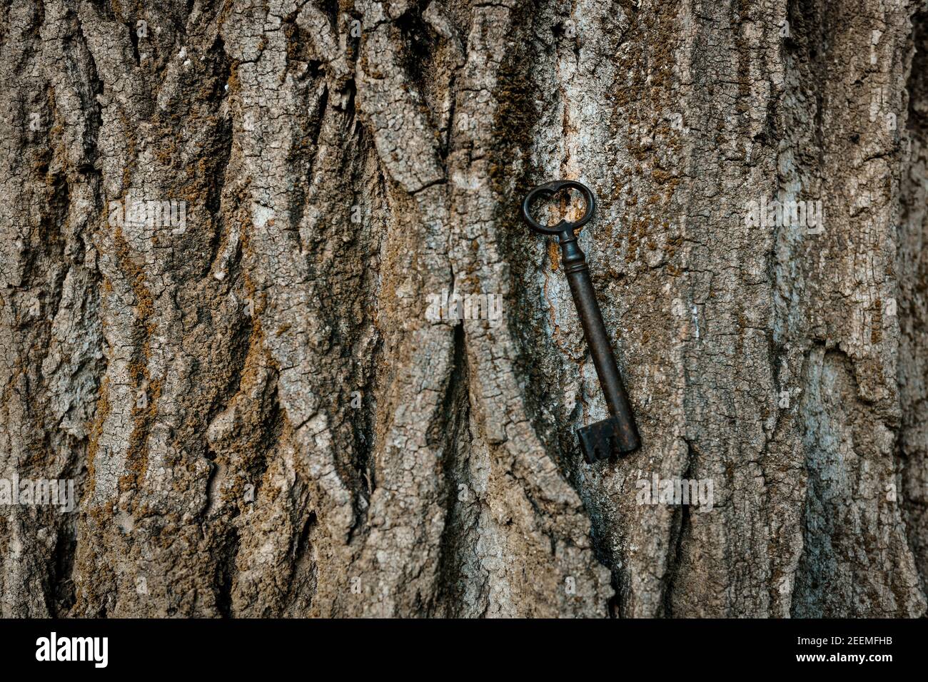 Ancient wrought iron key resting on the bark of a tree Stock Photo - Alamy
