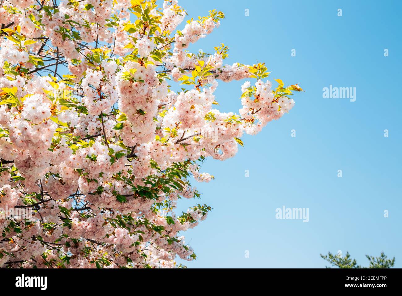 Pink cherry blossoms at Gakwonsa Temple in Cheonan, Korea Stock Photo ...