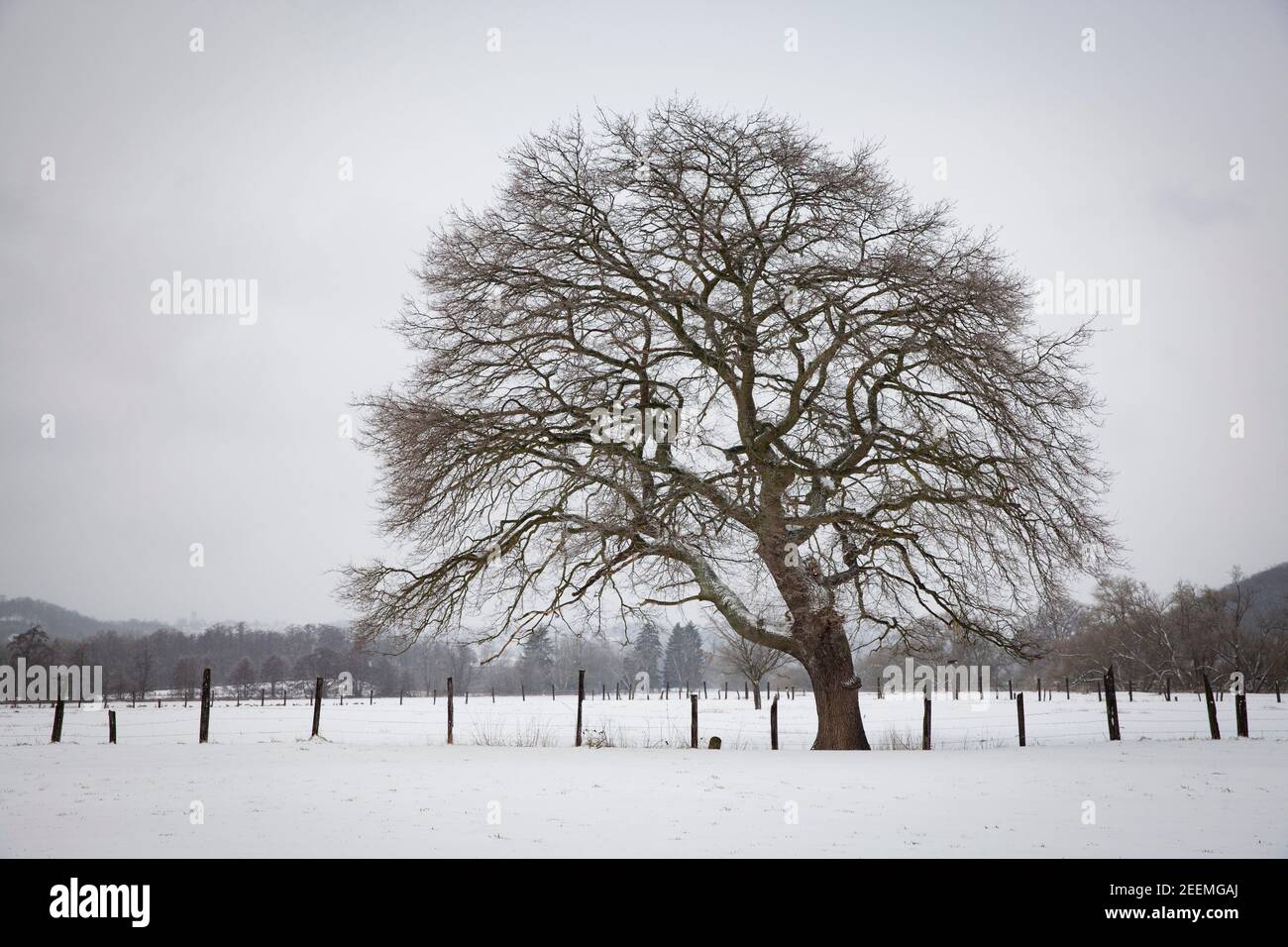 Schne eiche hi-res stock photography and images - Alamy