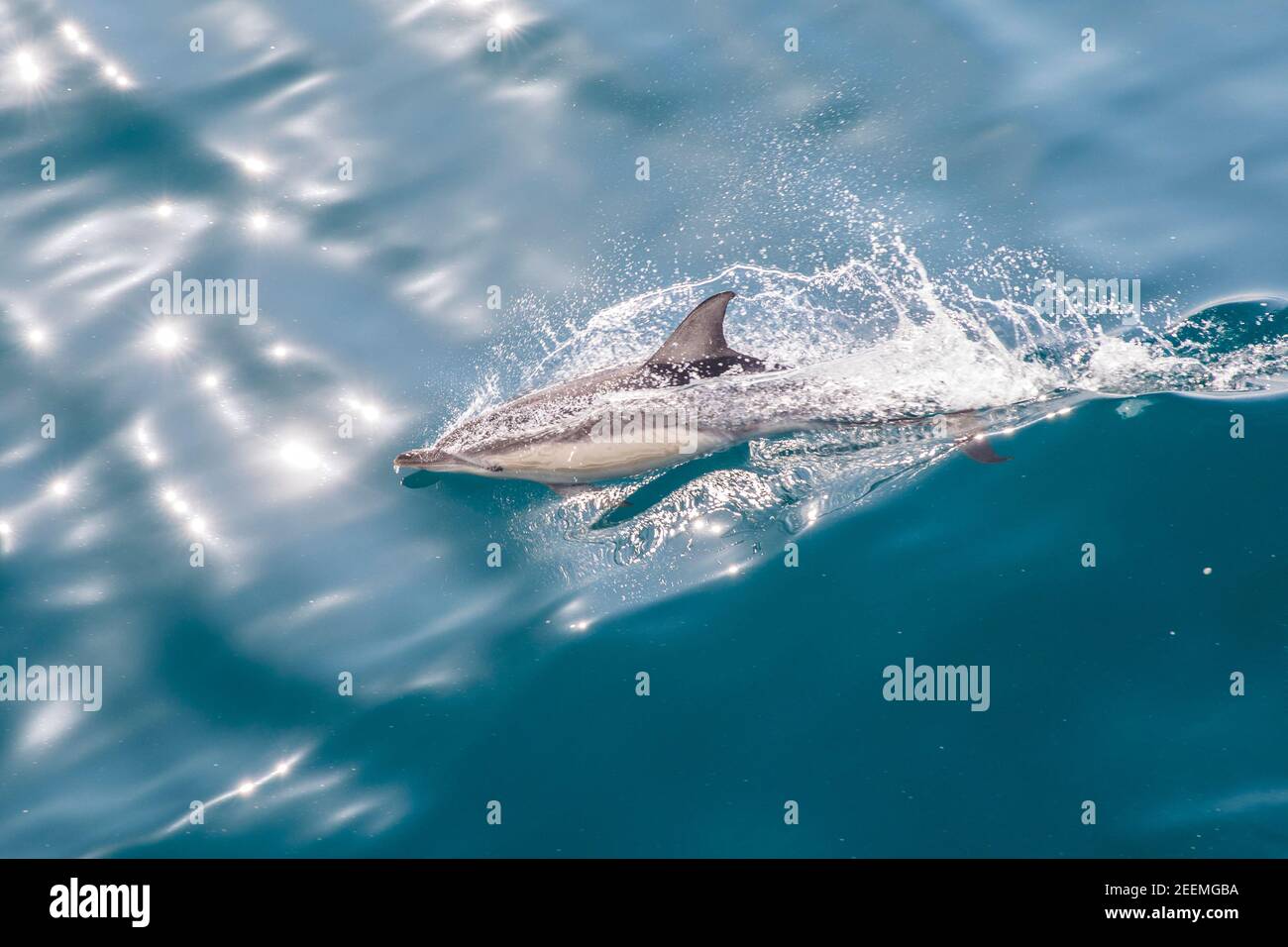 Bottlenose Dolphins swimming in the Mediterranean Stock Photo - Alamy