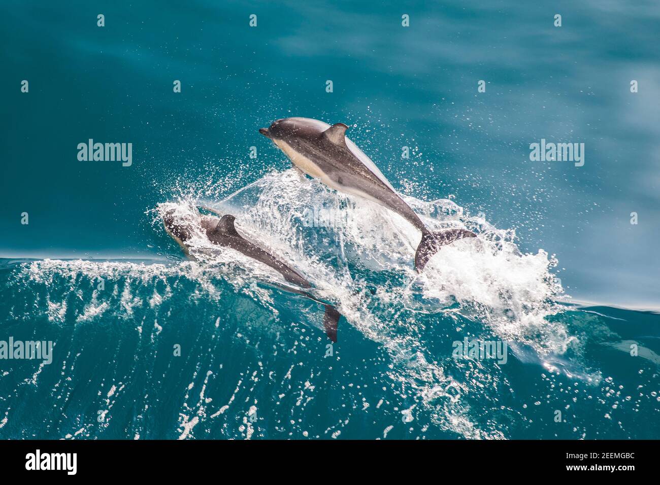 Bottlenose Dolphins swimming in the Mediterranean Stock Photo - Alamy
