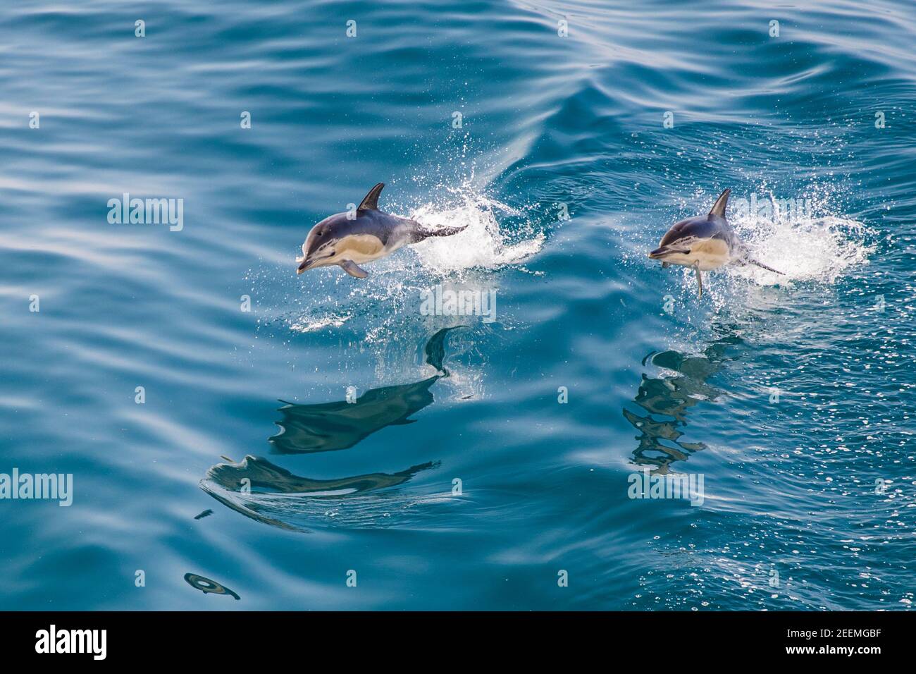 Bottlenose Dolphins swimming in the Mediterranean Stock Photo - Alamy