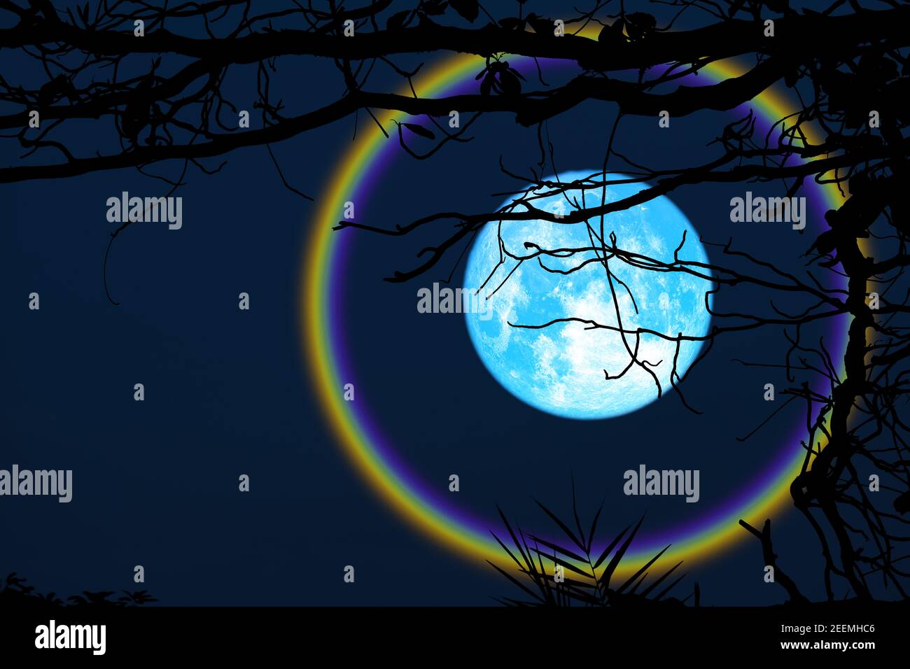 harvest blue moon halo silhouette branch trees in the night sky ...