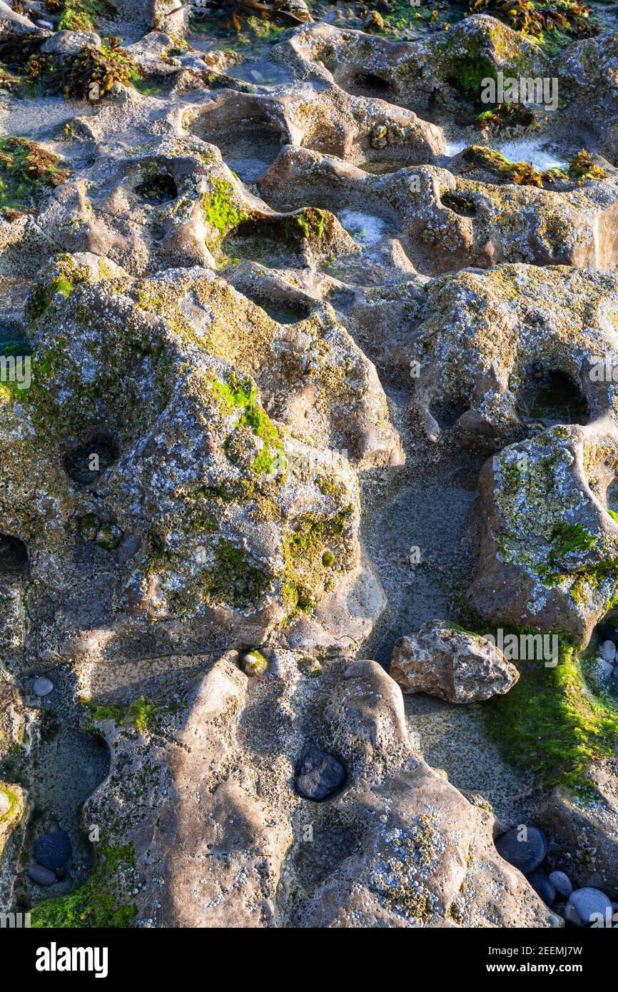 Eroded limestone foreshore at Penmon Point, Anglesey, North Wales Stock ...
