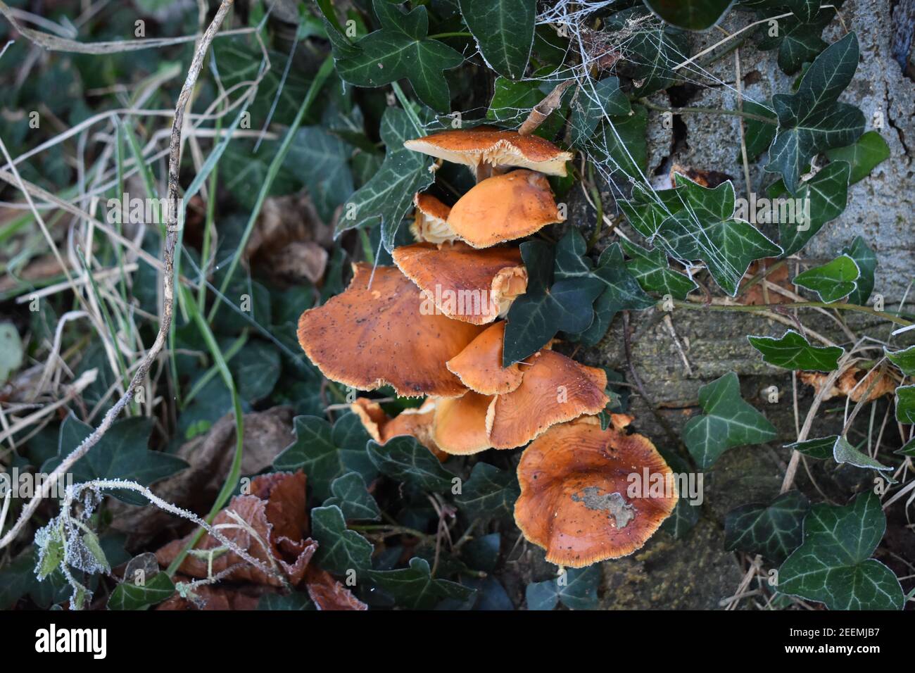 Food web mushroom hi-res stock photography and images - Alamy