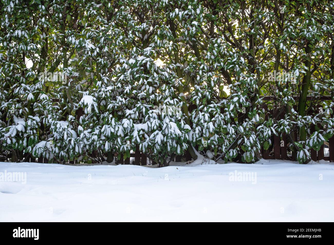Snow covered lawn and hedge in the backyard in the winter, beautiful ...
