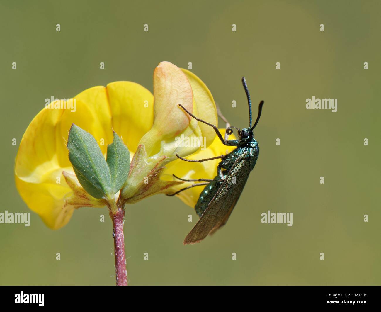 Cistus forester moth (Adscita geryon) nectaring on a Birdsfoot trefoil ...