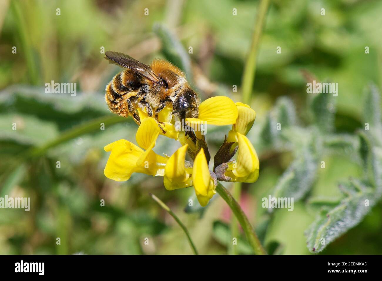 Gold Insects High Resolution Stock Photography and Images - Alamy