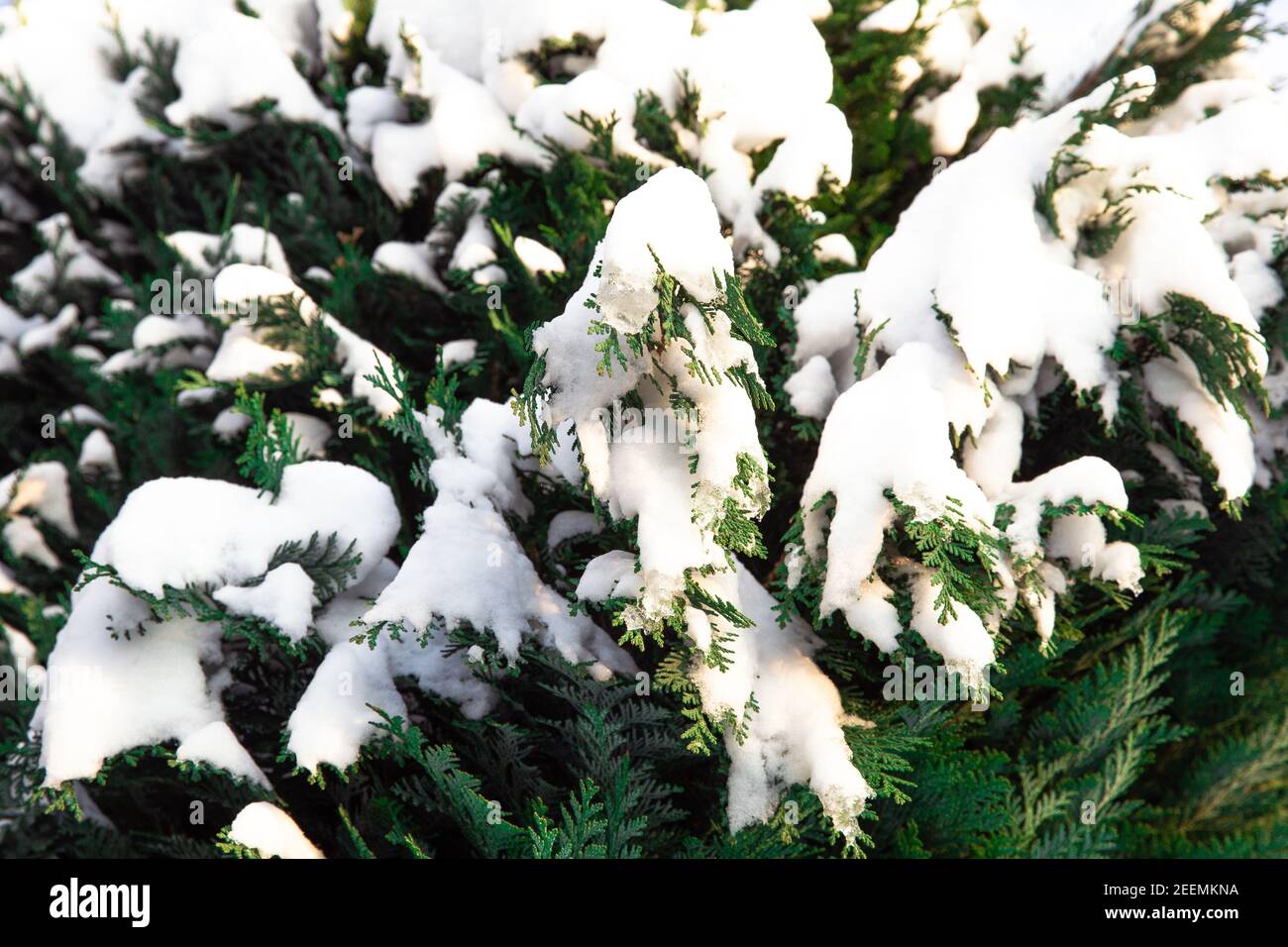 Snow covered lawn and hedge in the backyard in the winter, beautiful ...