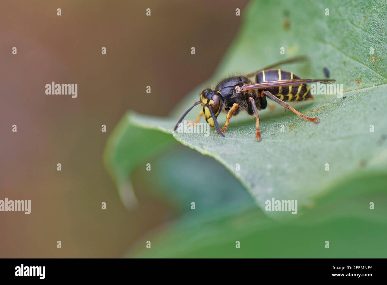 Median wasp (Dolichovespula media) standing on a Bean leaf in a ...