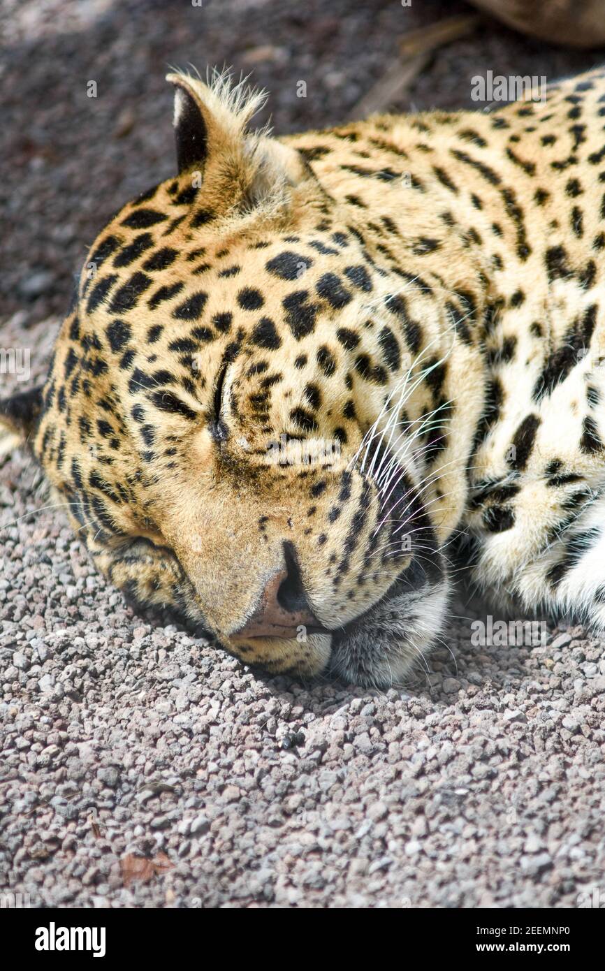 Sleeping leopard head hi-res stock photography and images - Alamy