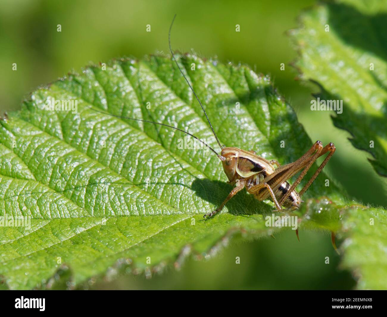Young nymph hi-res stock photography and images - Alamy