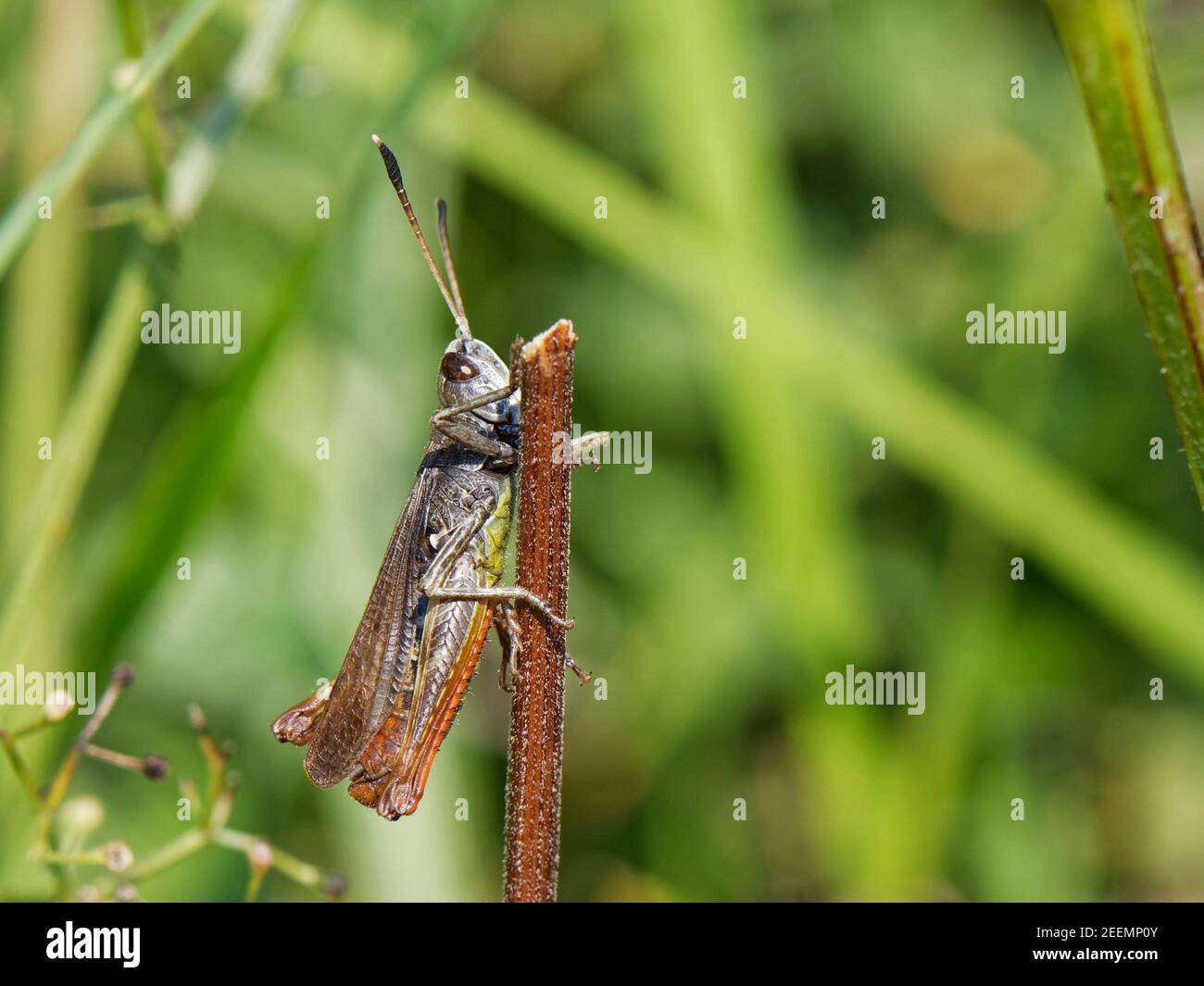 Gomphocerippus rufus male rare hi-res stock photography and images - Alamy